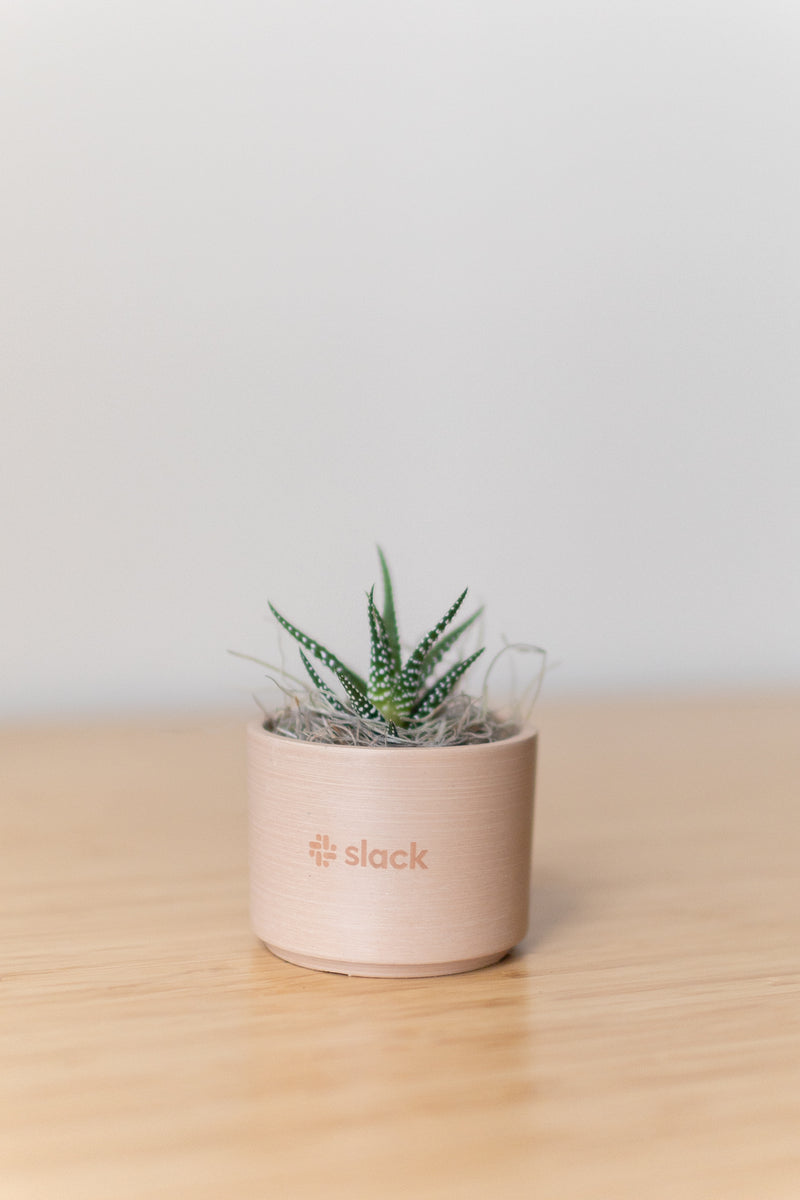 Desk Plants | Unique. Sustainable. Hard-to-Kill. Promotional Products.