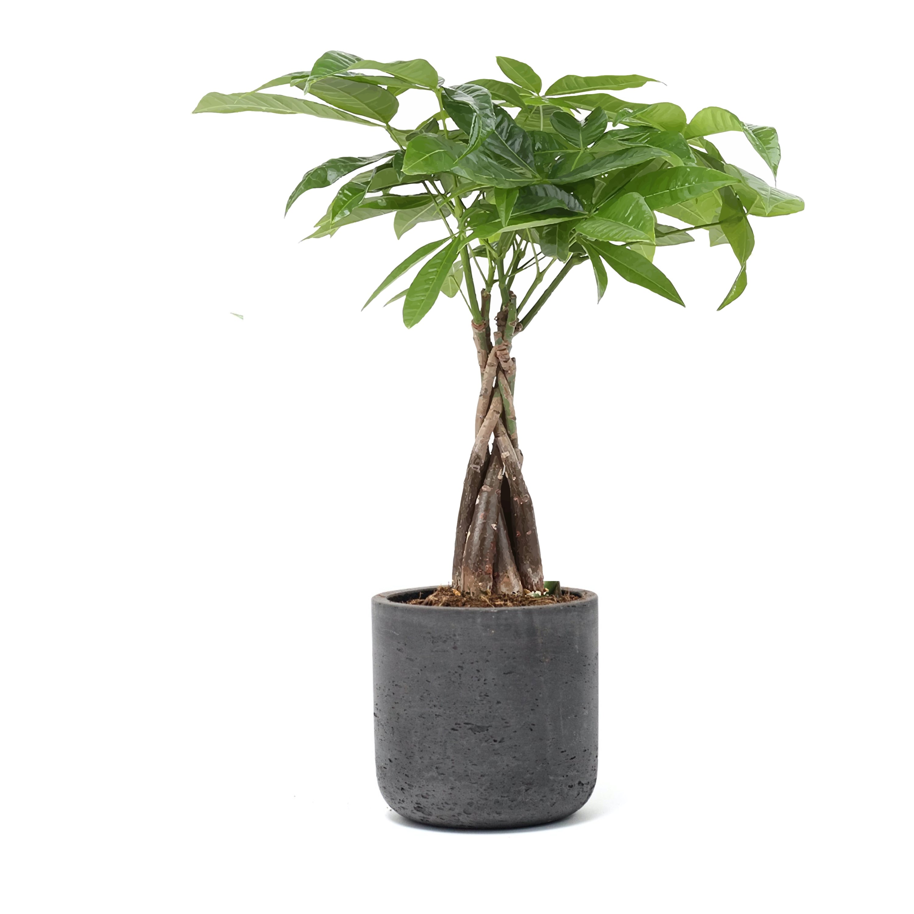 Large Wilson Line - Goody