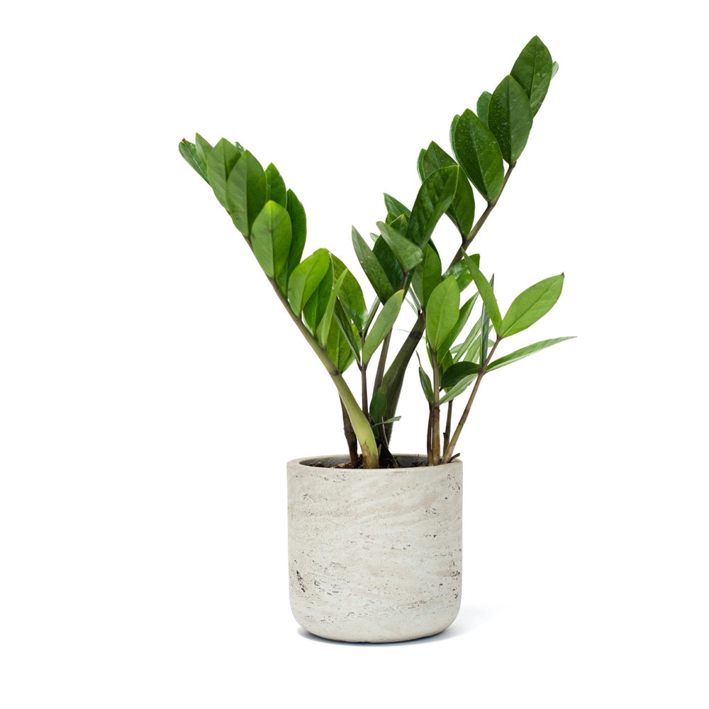 Large Wilson Line - Goody