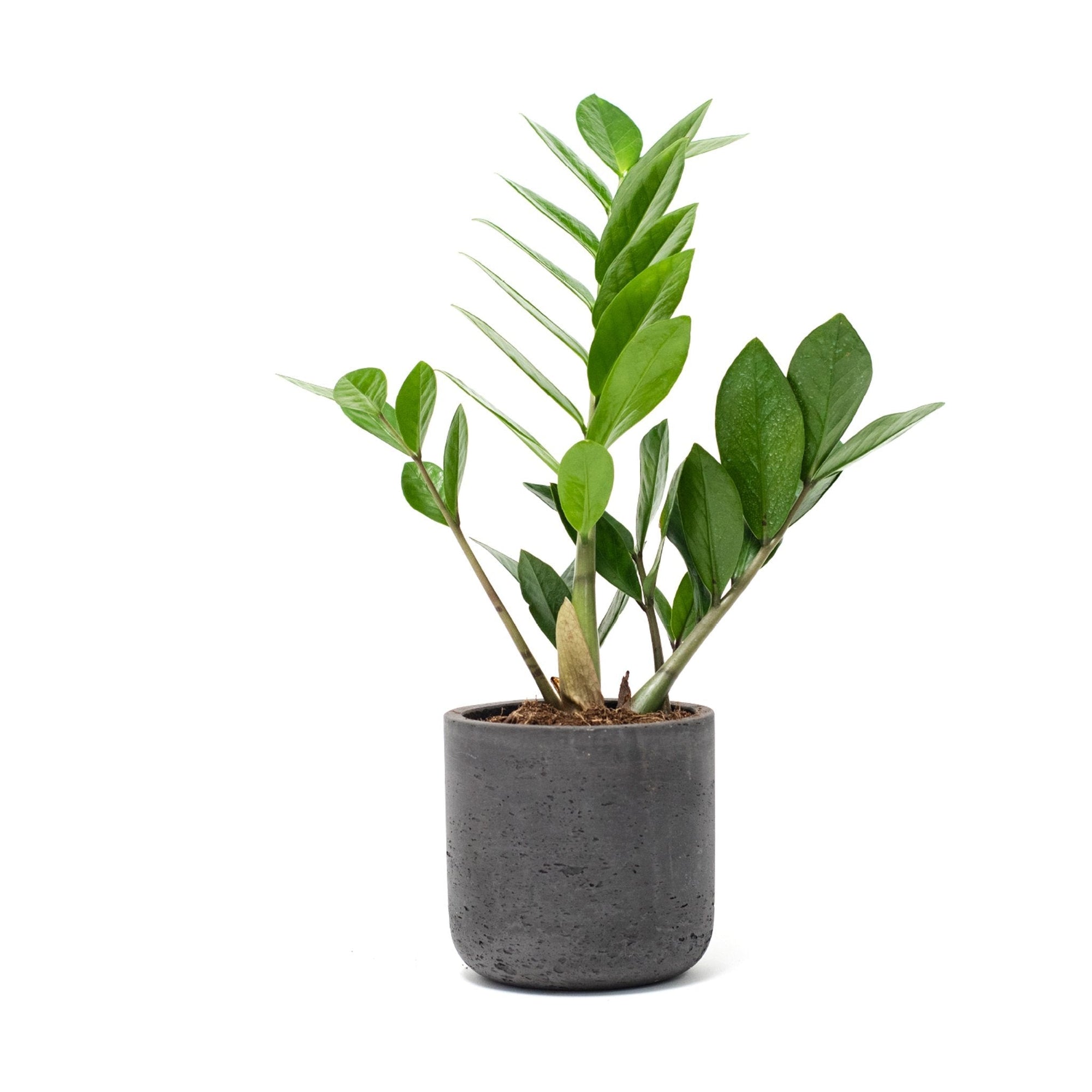 Large Wilson Line - Goody